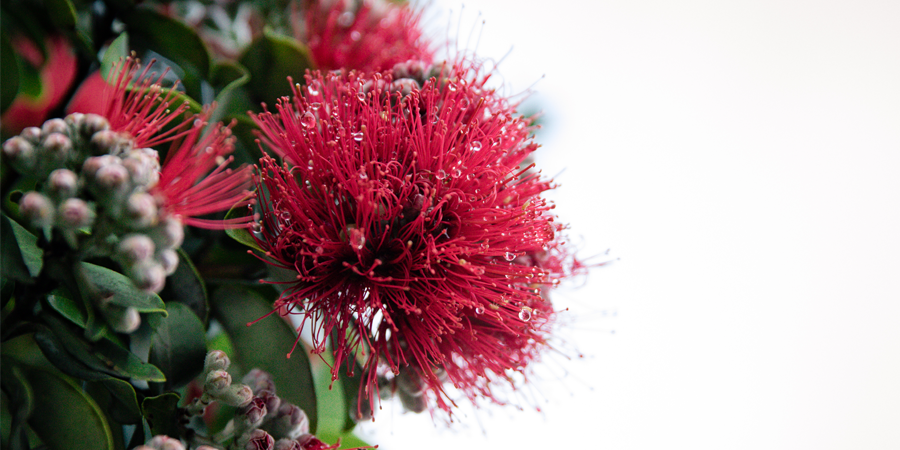 Ohia Flower - Hub For The Heart